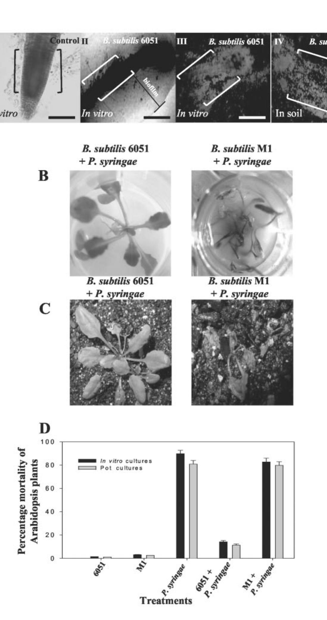 B. subtilis m1 forms less biofilm on root surfaces of