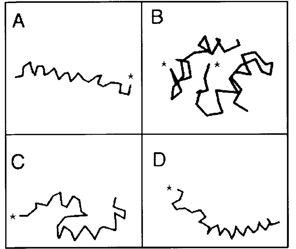 Three Dimensional Structures Of The Backbones Of Peptides