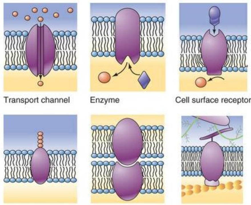 Polarity—maintains normal cell and tissue structure figure