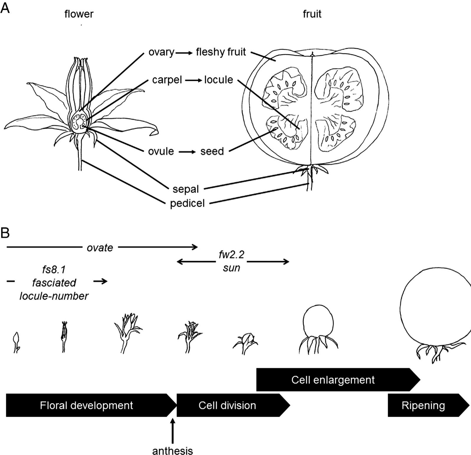Schematic representation of development of the flower into a