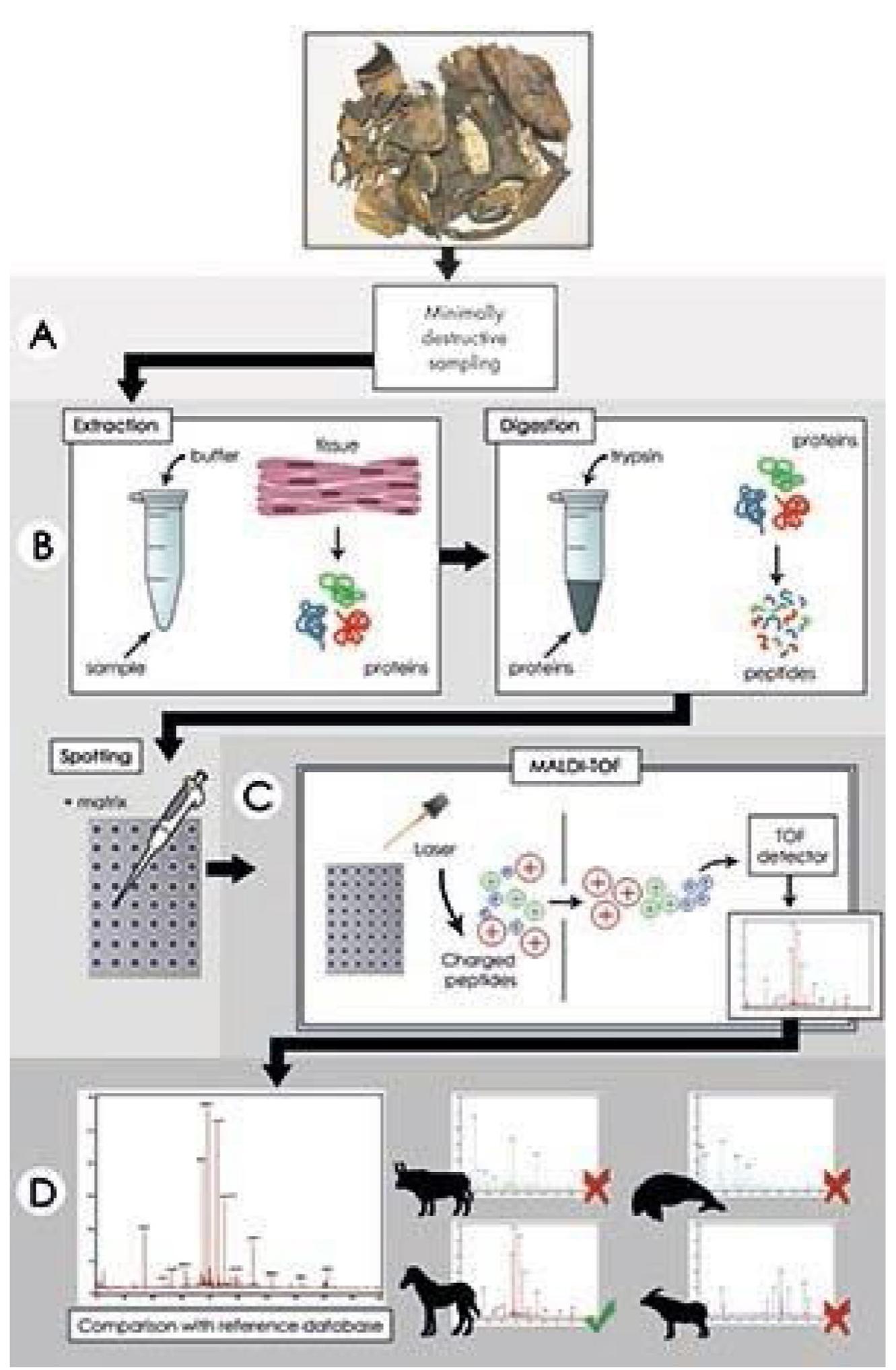 Flowchart of a zooms analysis. graphics by sidsel frisch