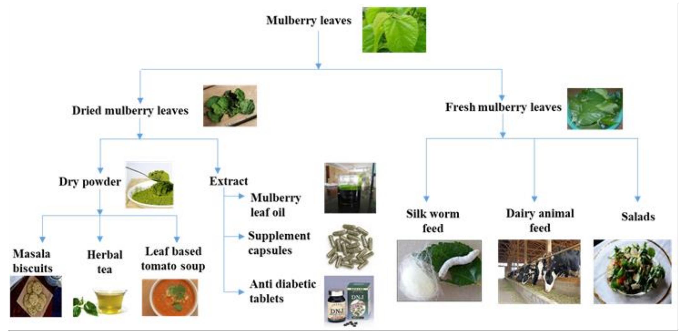 Pictorial flow chart of mulberry leaves value added products