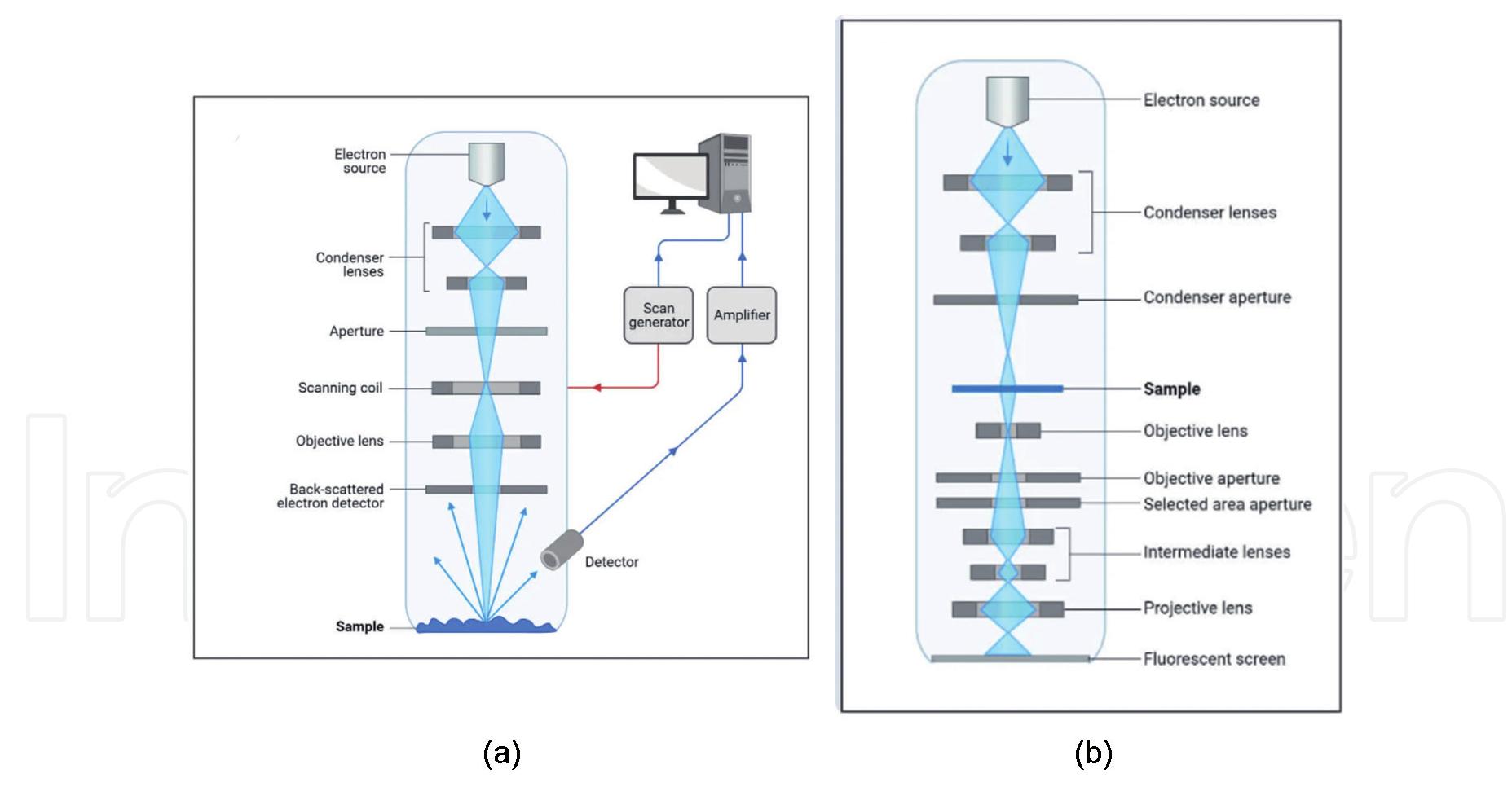 (a) schematic image of scanning electron microscope, and (b)