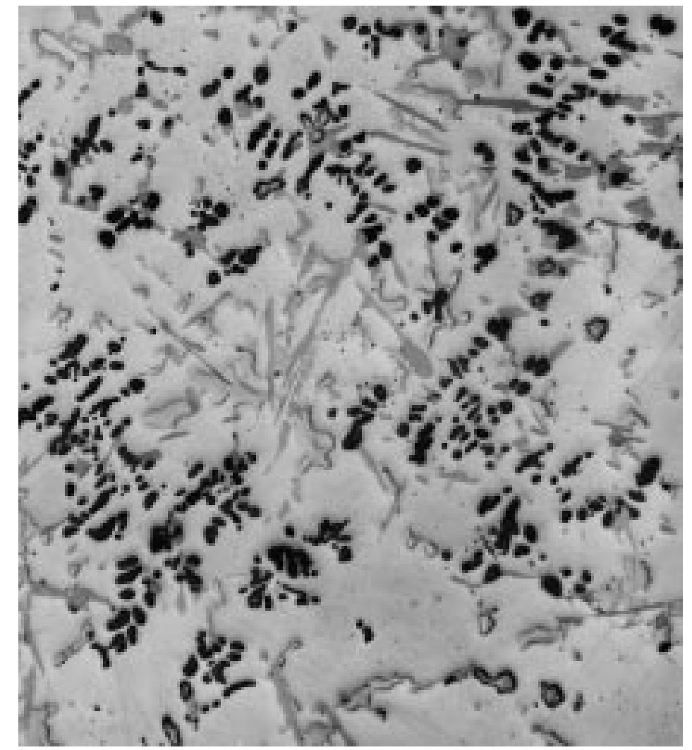 Microstructure of metal ingot 3396: primary dendrites of