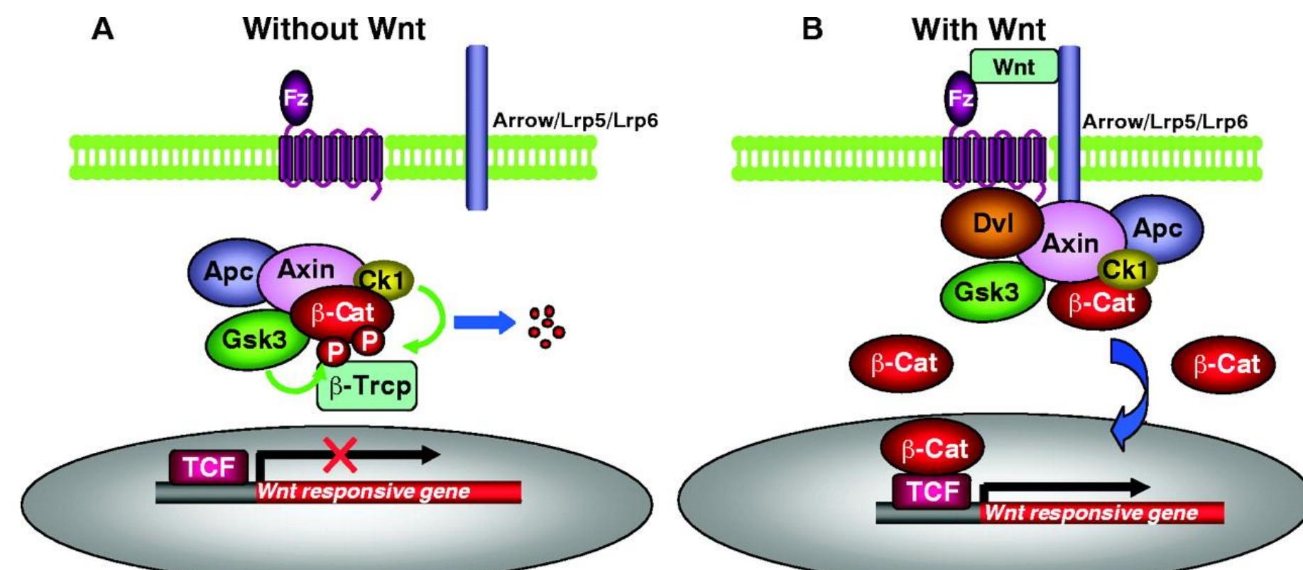4 overview of wnt/ b-catenin signaling pathway(reproduced