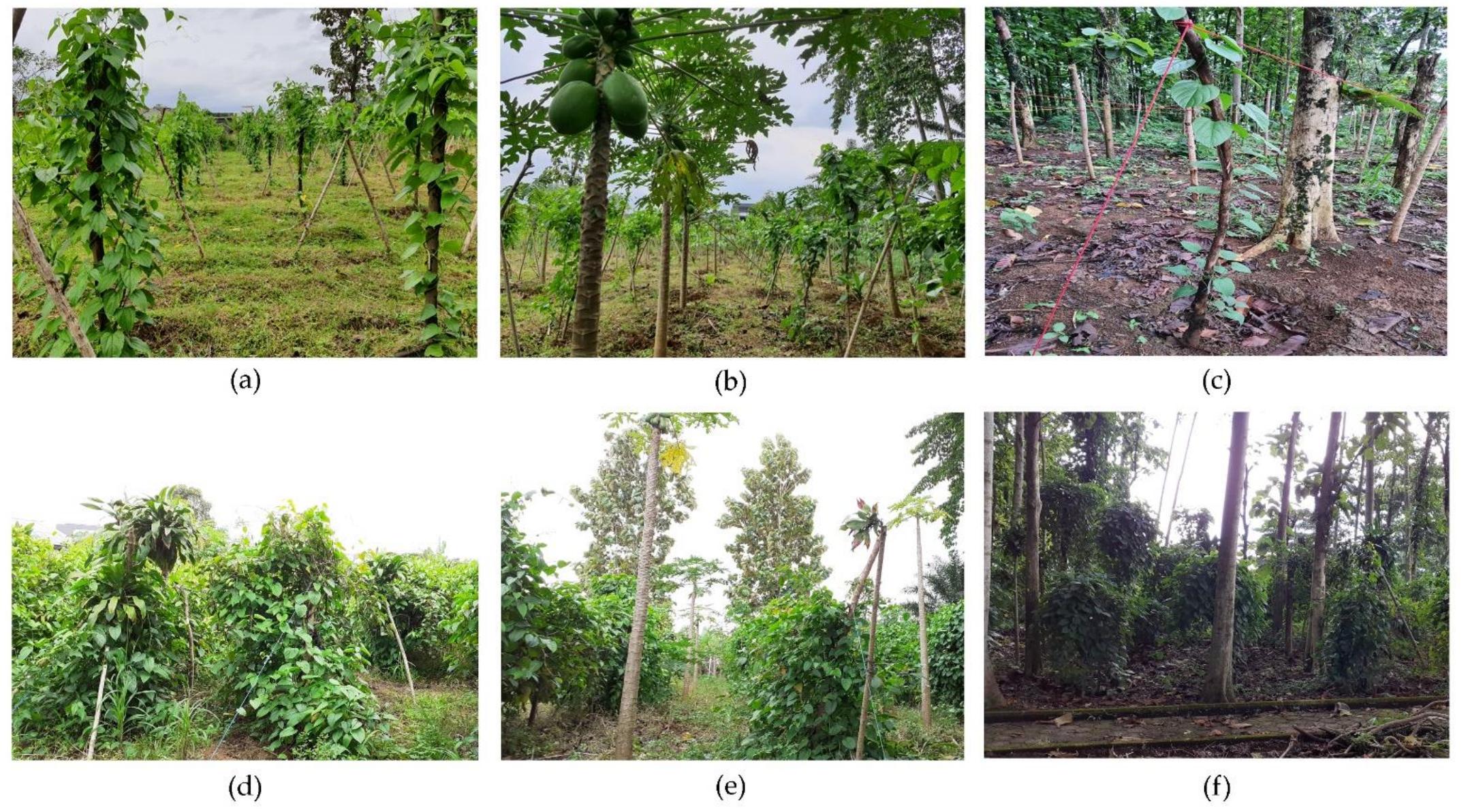 Sacha inchi plants in experimental garden of natural product