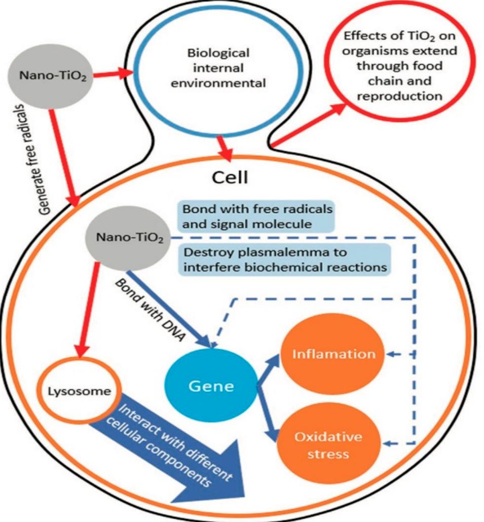 Toxicity mechanism of the reaction of tio2 nps with cells.