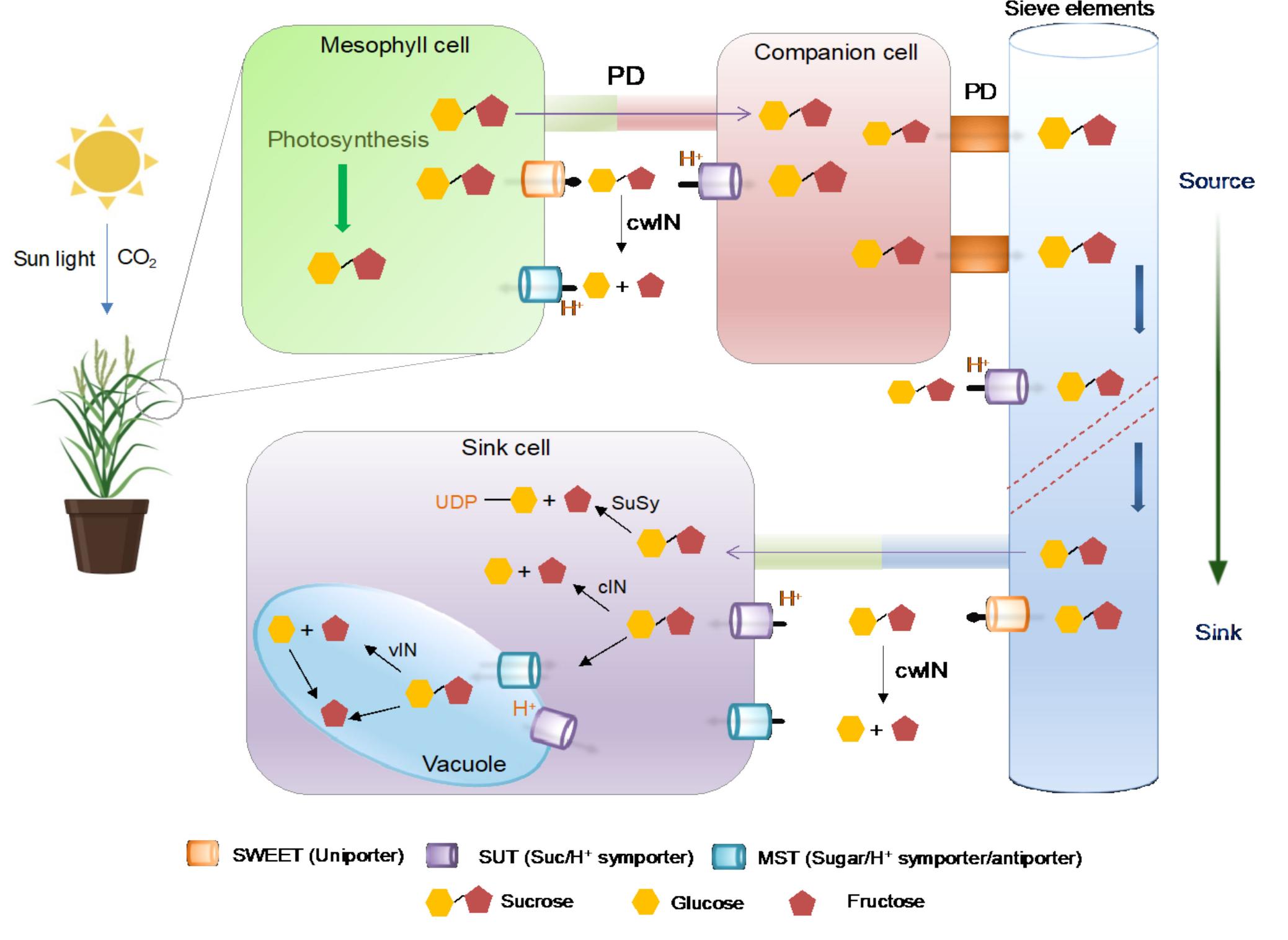 Schematic diagram showing the path of sucrose transportation