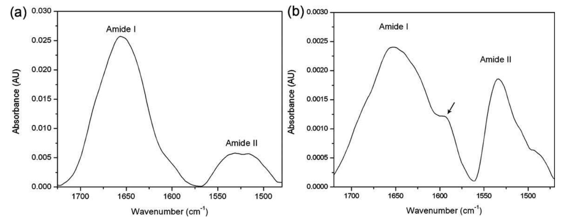 Ftir spectra of proteins adsorbed on (a) scpc50-coated and