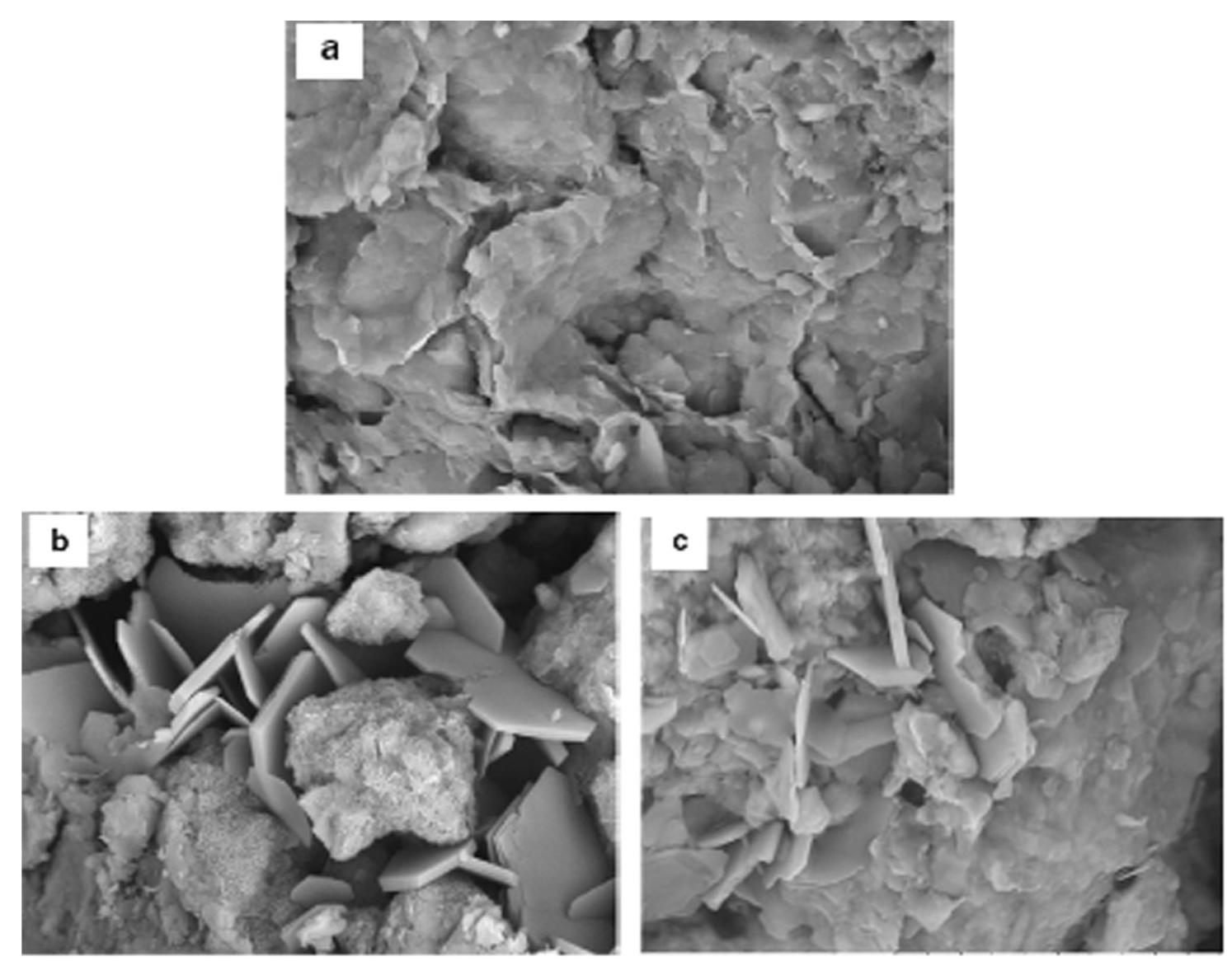 Figure 21 - from The significance of scanning electron