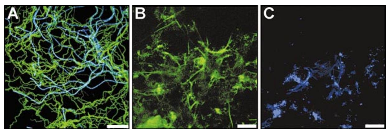 , a: fluorescence in situ hybridization (fish) of microbial
