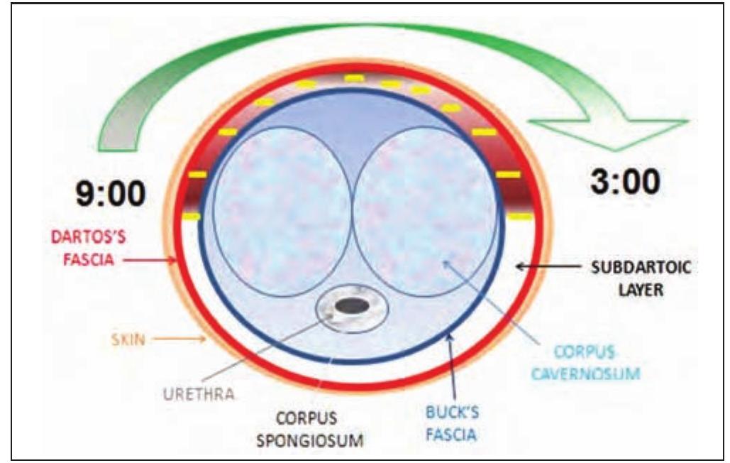 Schematic cross-sectional diagram of the penis. the yellow