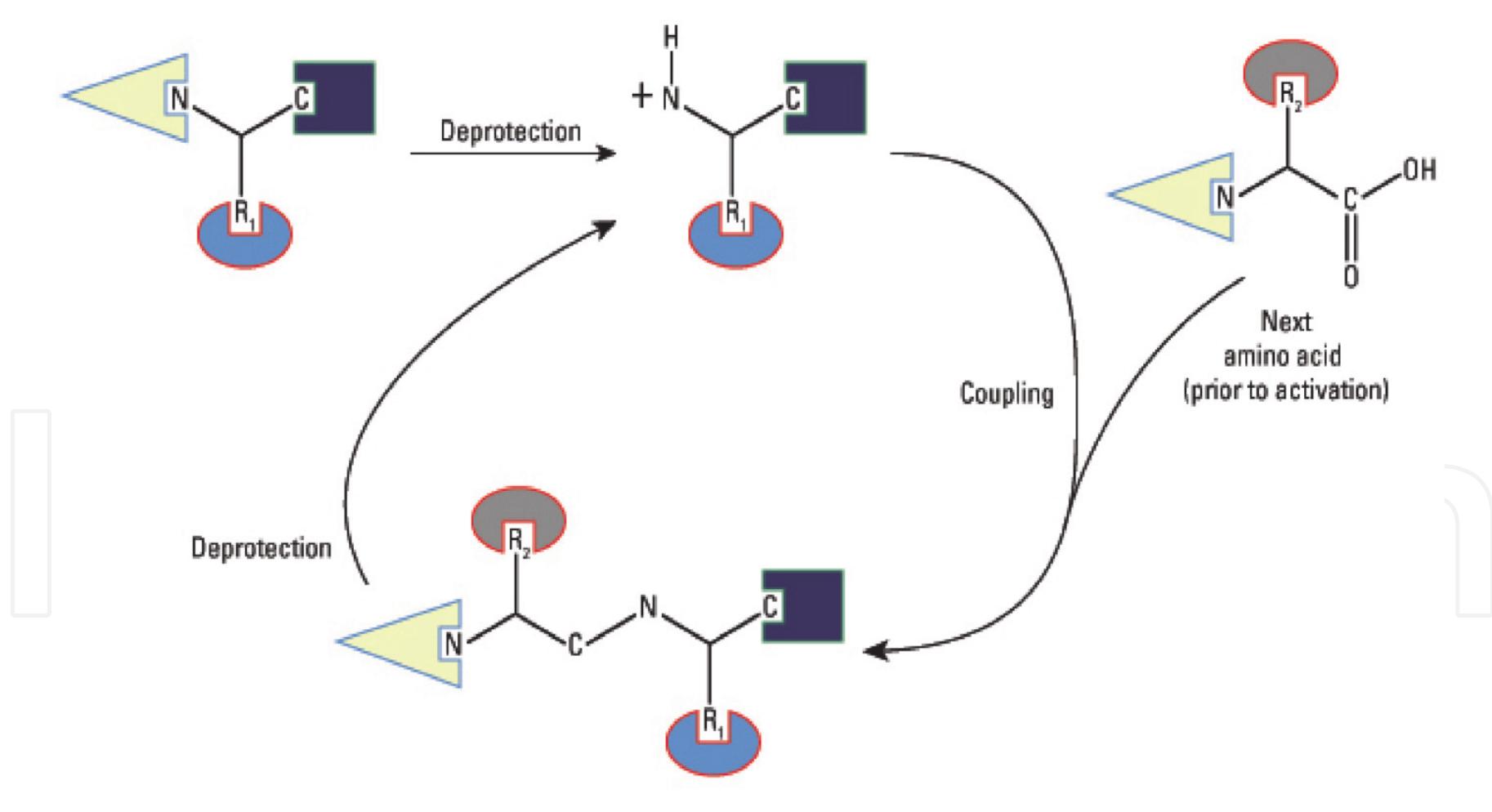 En © ee fe diagram of peptide synthesis. peptide bond