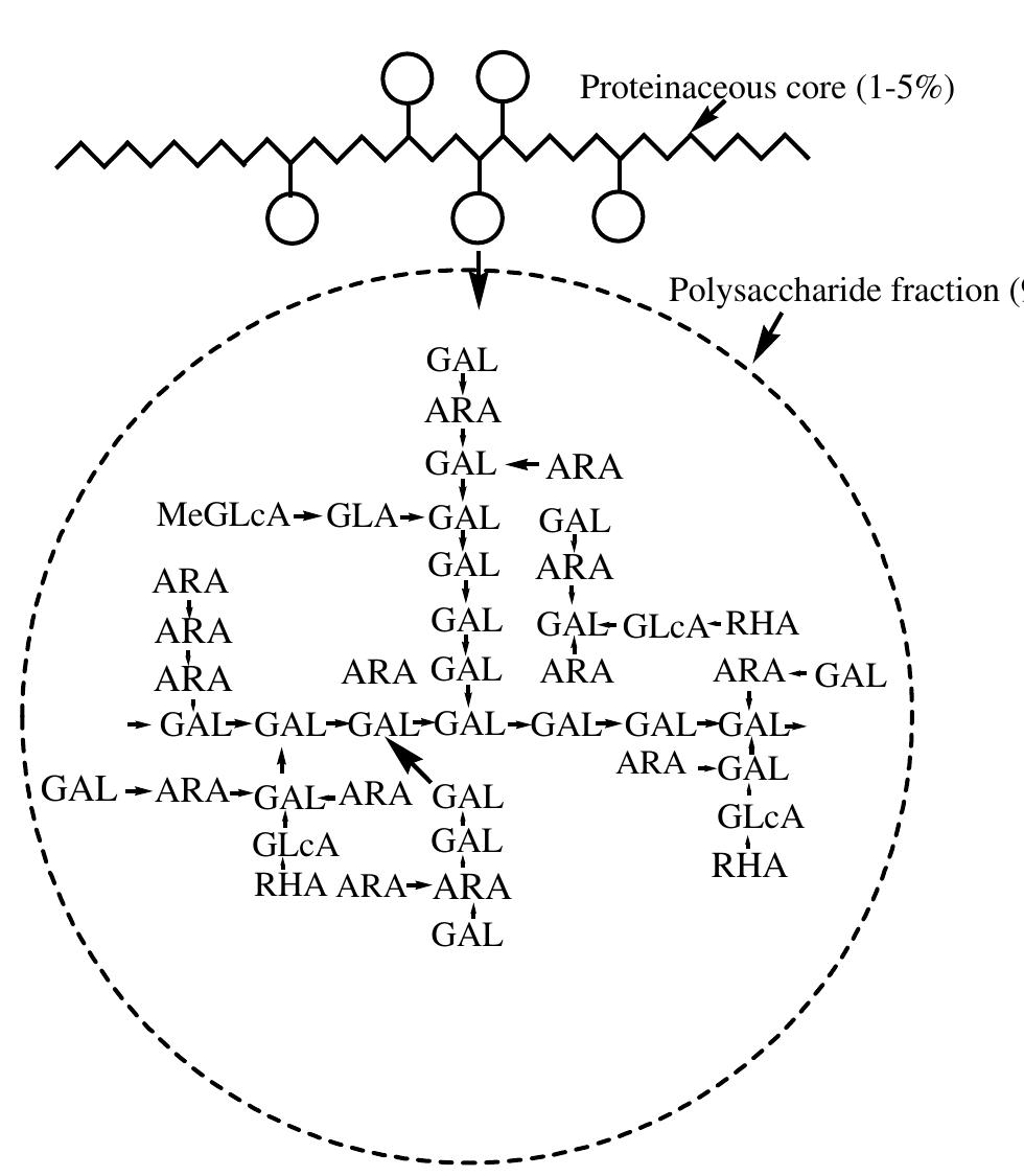 Schematic representation of the structure of acacia gum