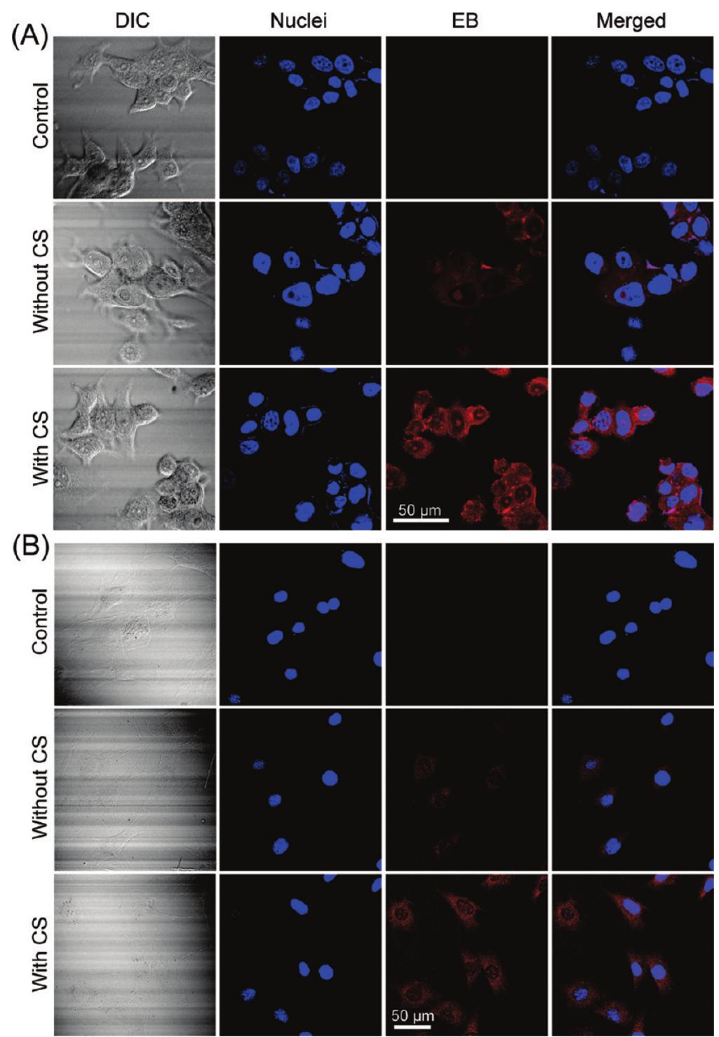 Typical confocal micrographs showing the morphology (dic,