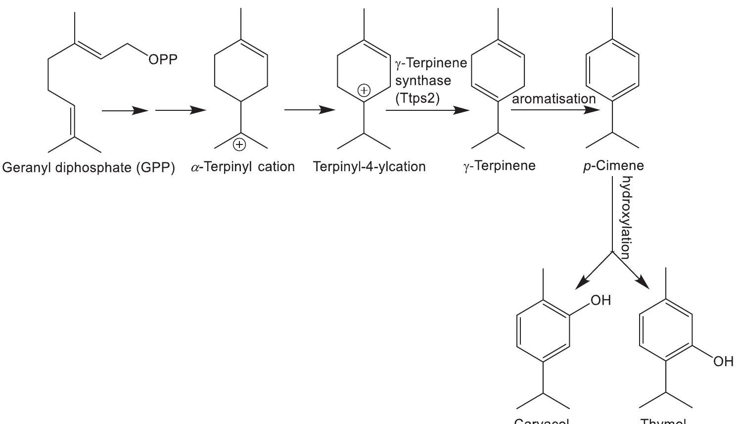 Biosynthetic pathway of thymol and carvacrol from geranyl