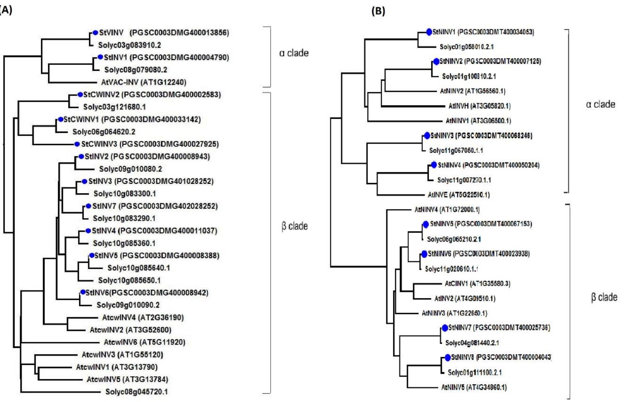 Phylogenetic tree of the acid invertase proteins and