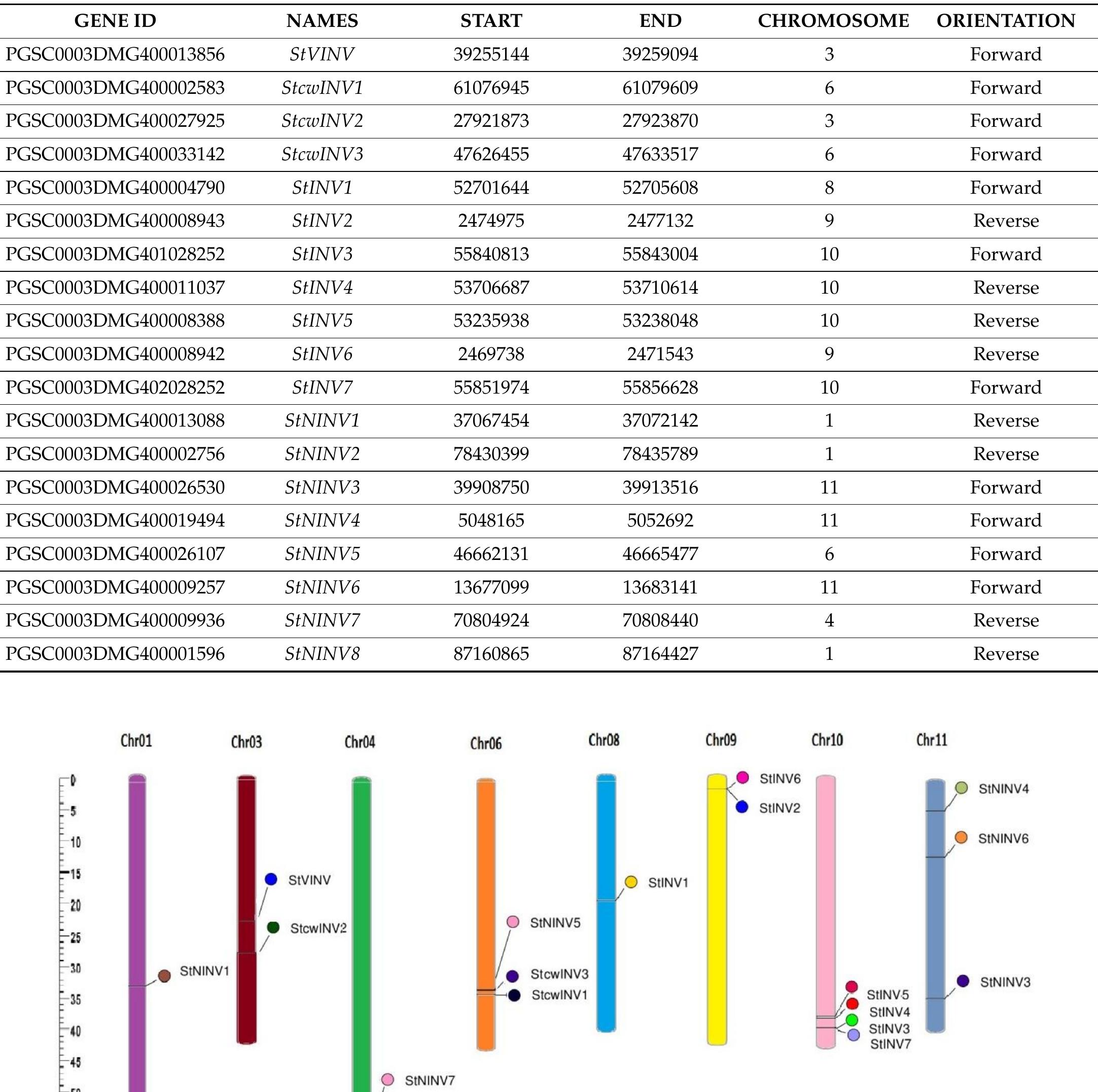 Invertase family member genes. figure 2. locus map of