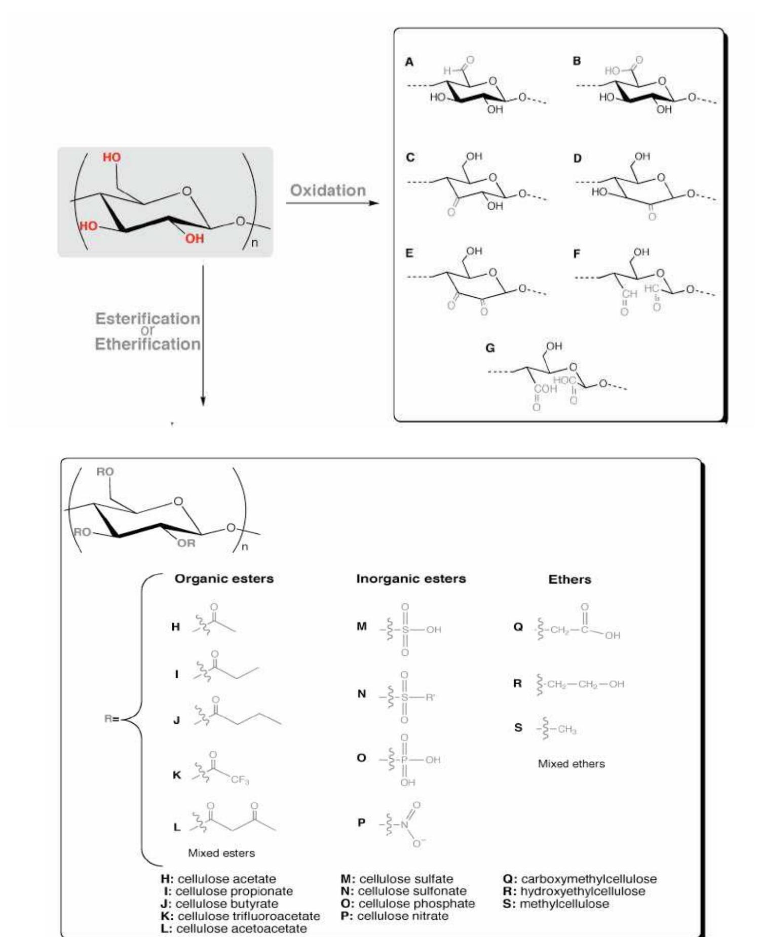 Schematic representation of the main types of cellulose