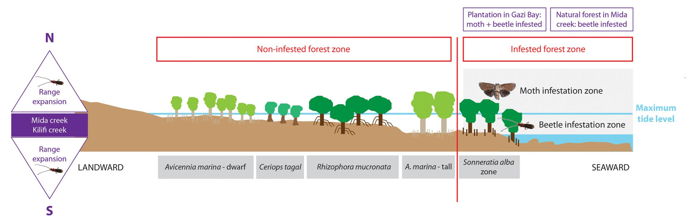 Scheme indicating the major and common mangrove zones, with