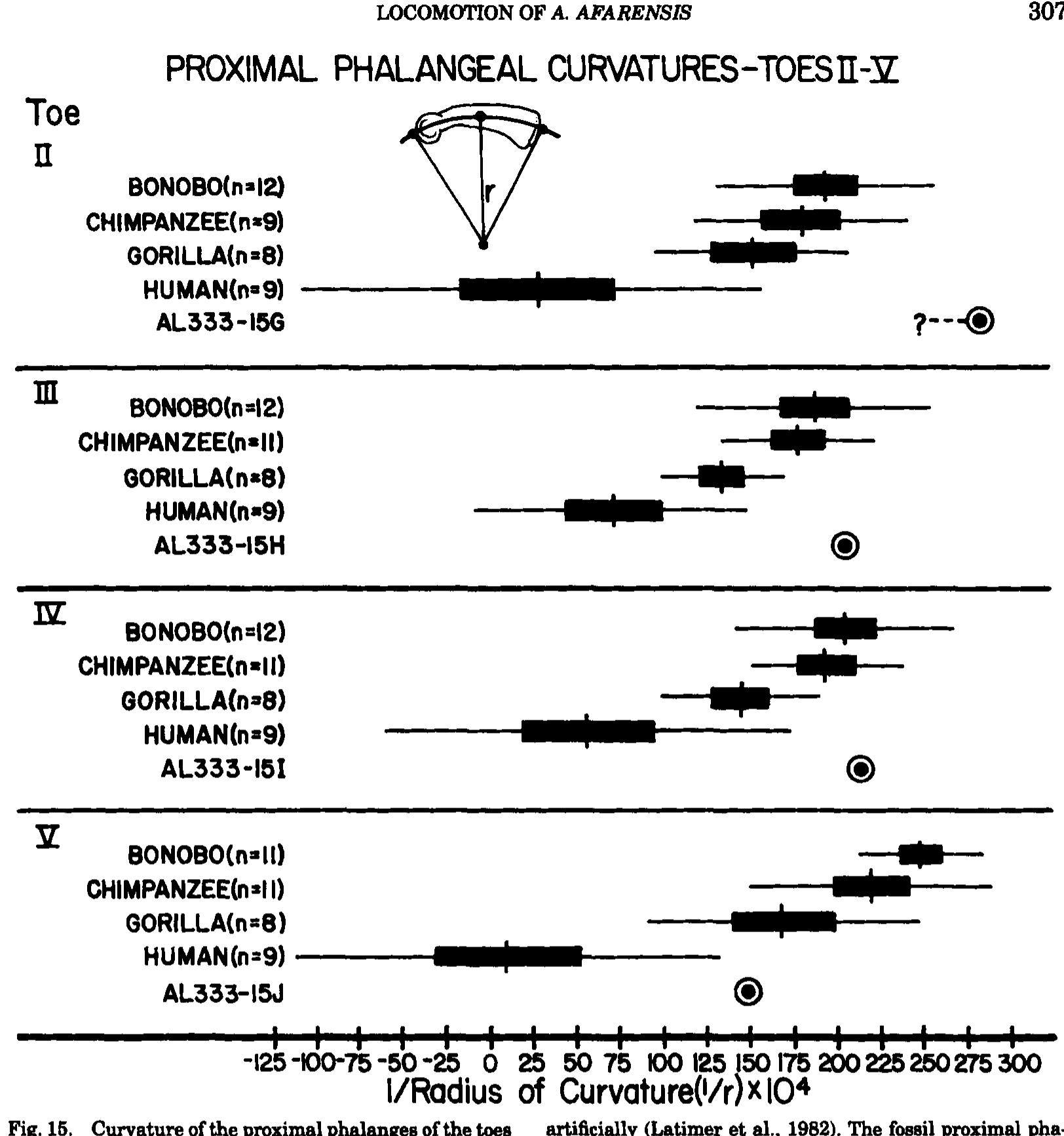 Figure 16 - The locomotor anatomy ofAustralopithecus