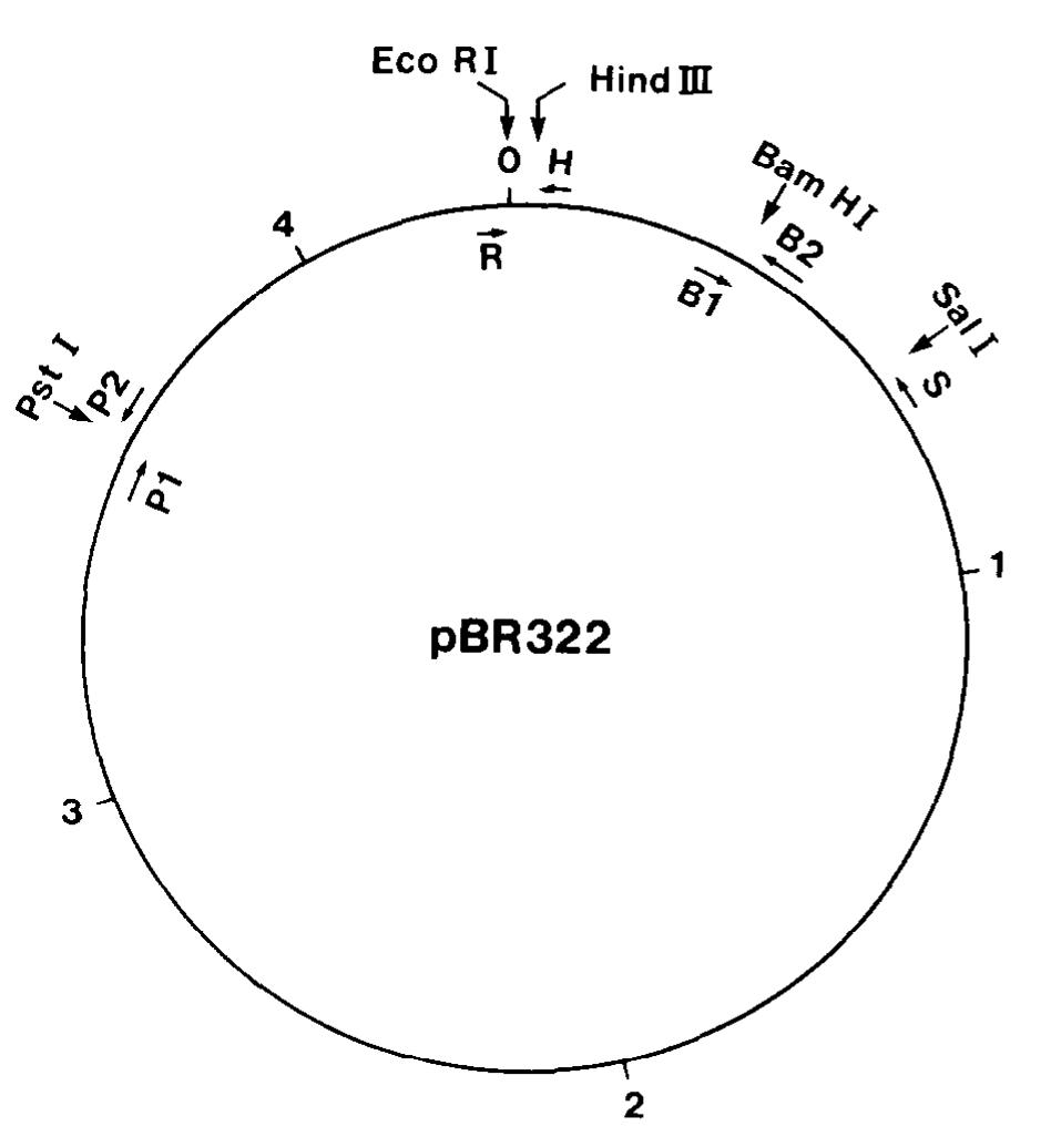 Position and polarity of the seven primers (see ta- ble i)