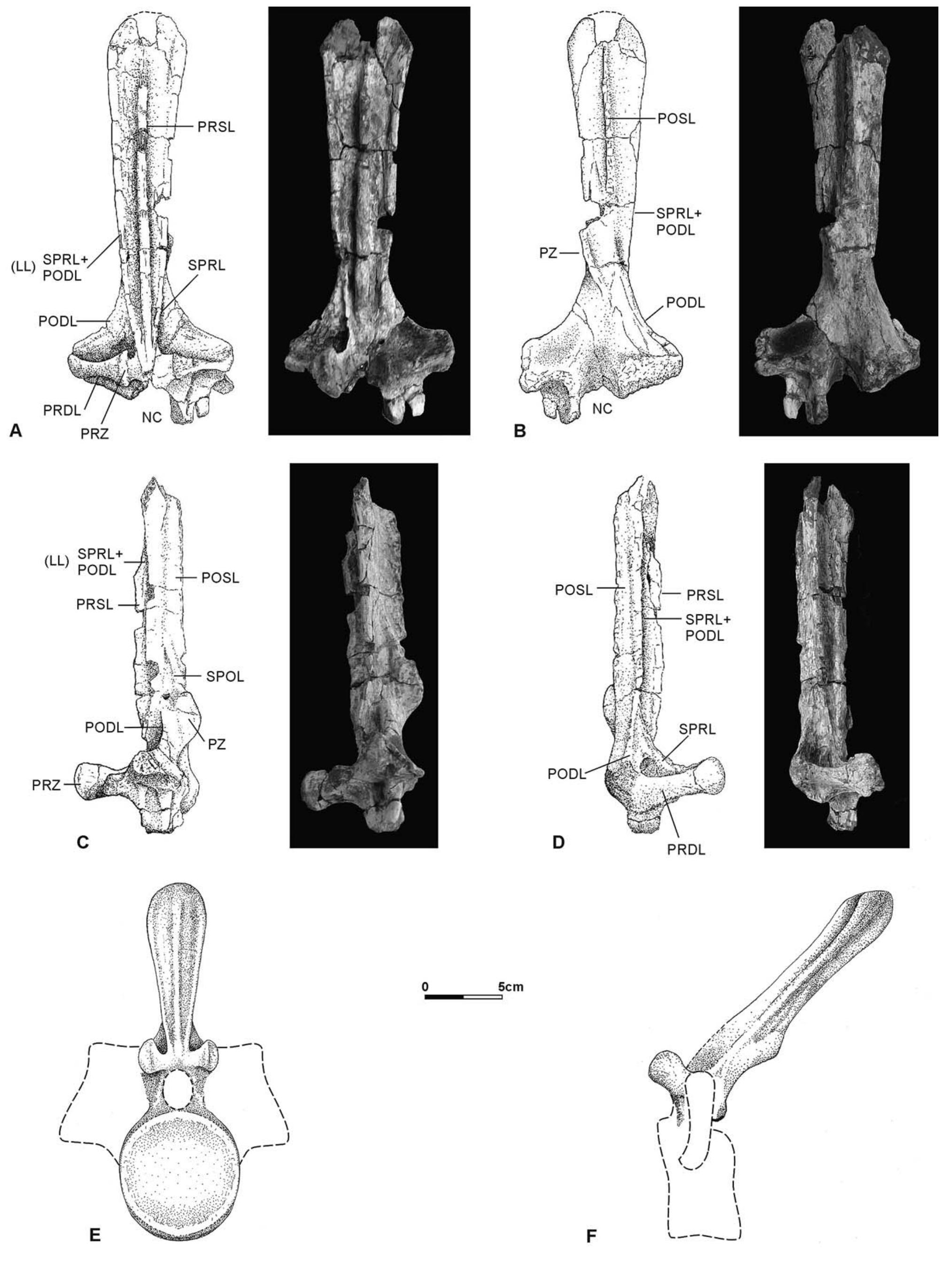 Anterior caudal neural spine (ufrj-dg 58-r/7), in anterior
