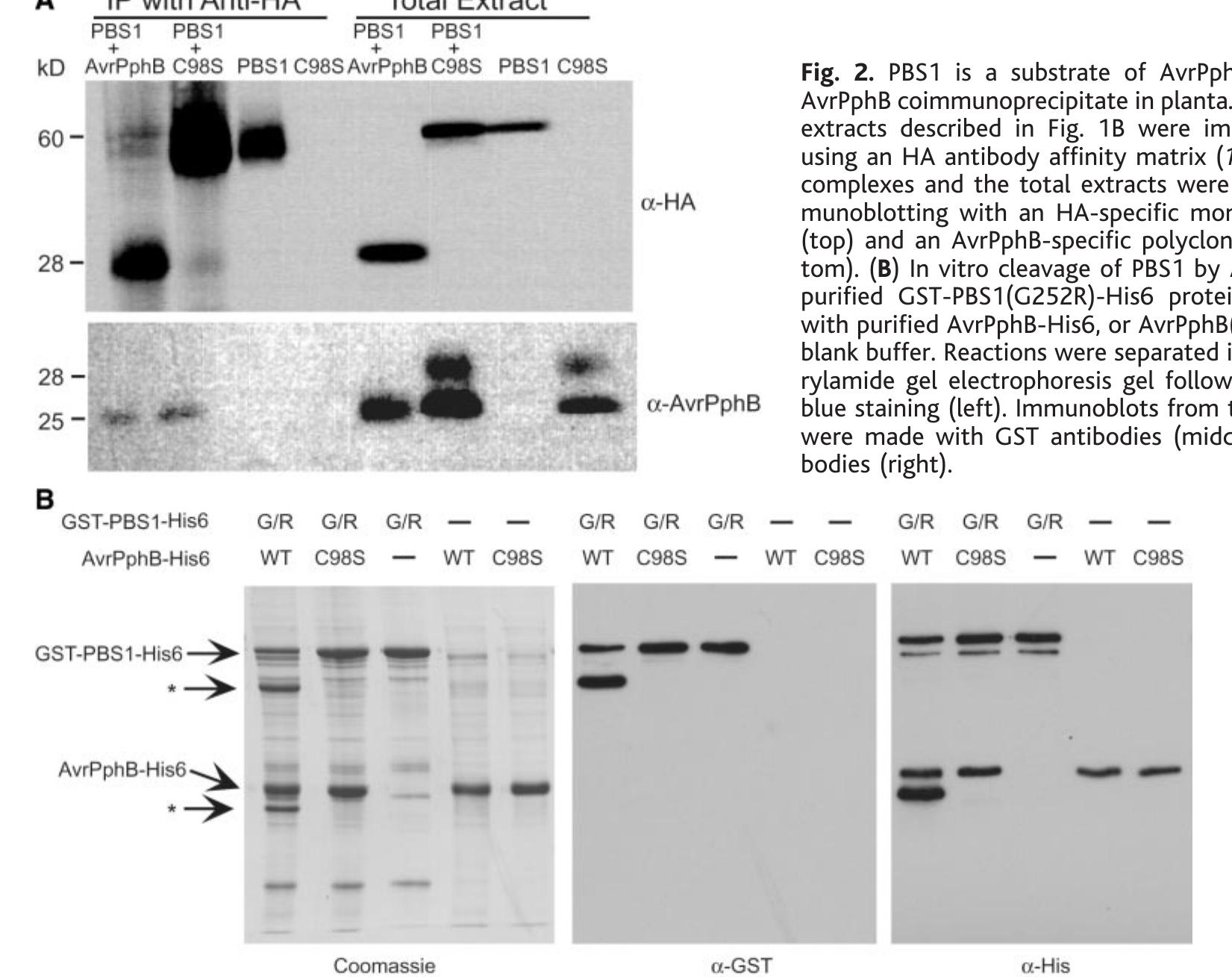 Figure 2 - Cleavage of Arabidopsis PBS1 by a Bacterial Type