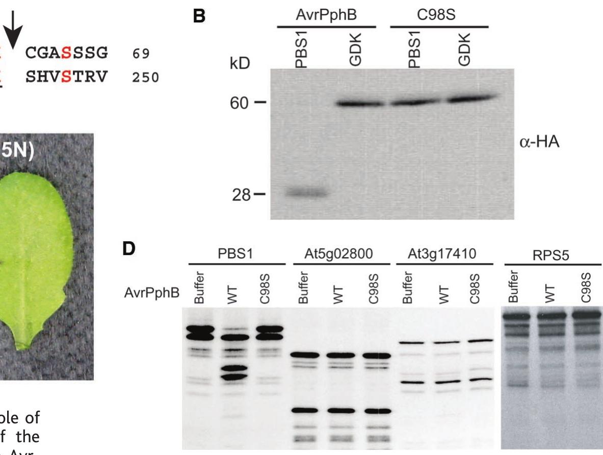 Genes were photographed 20 hours after injection with p.