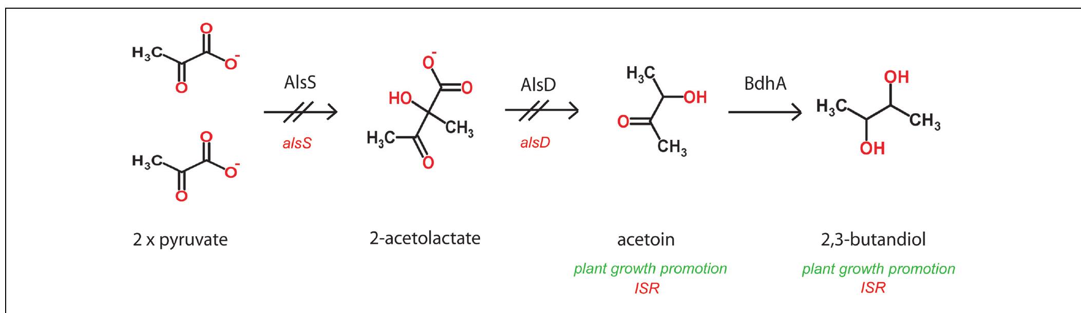 | anaerobic and aerobic formation of 2,3-butanediol via