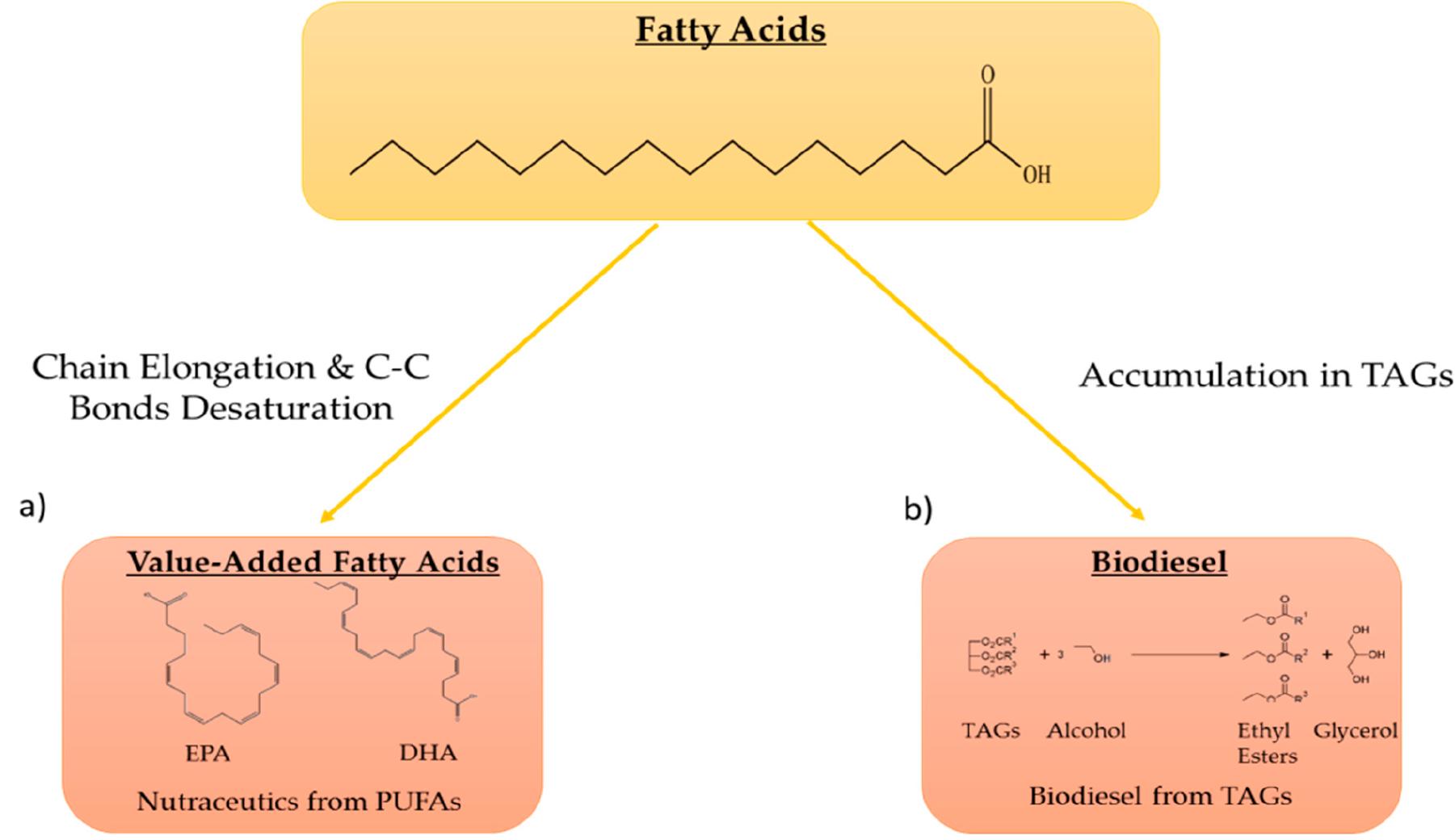 Examples of fatty acids of biotechnological interest. (a)