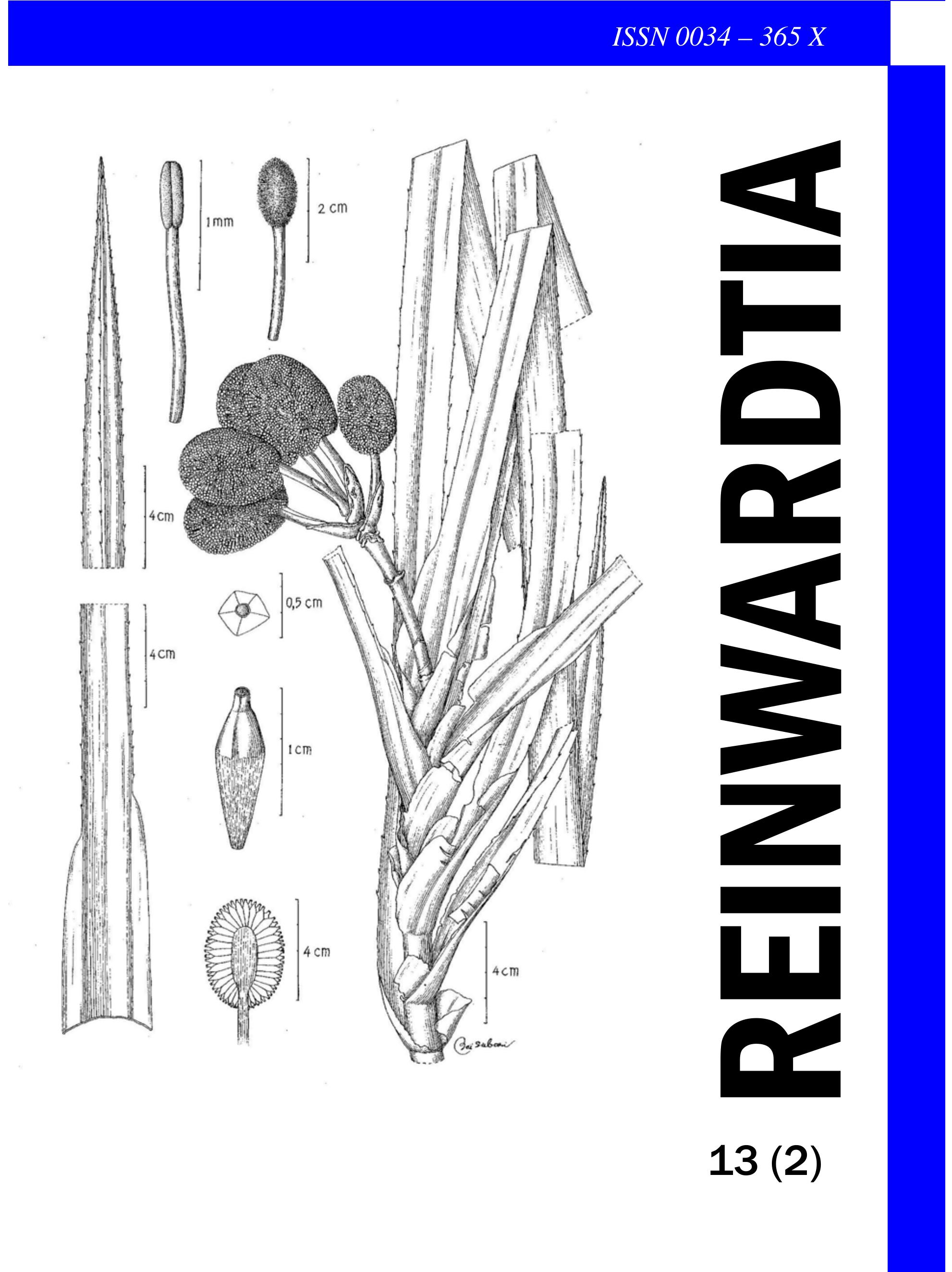 Figure 1 - A New Species of Rafflesia (Rafflesiaceae) from
