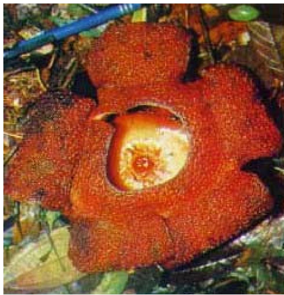 Rafflesia rochussenii (photo: anonim—lawalata ipb)