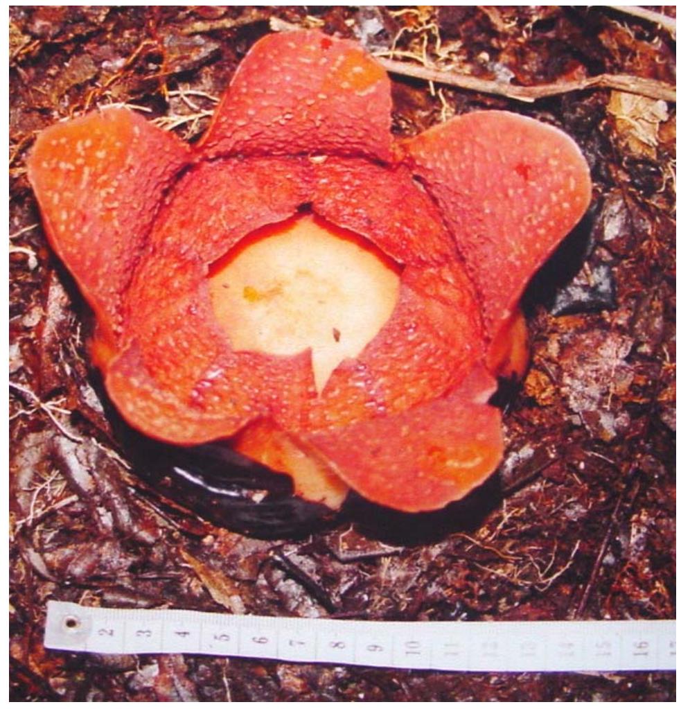 Figure 3 - A New Species of Rafflesia (Rafflesiaceae) from