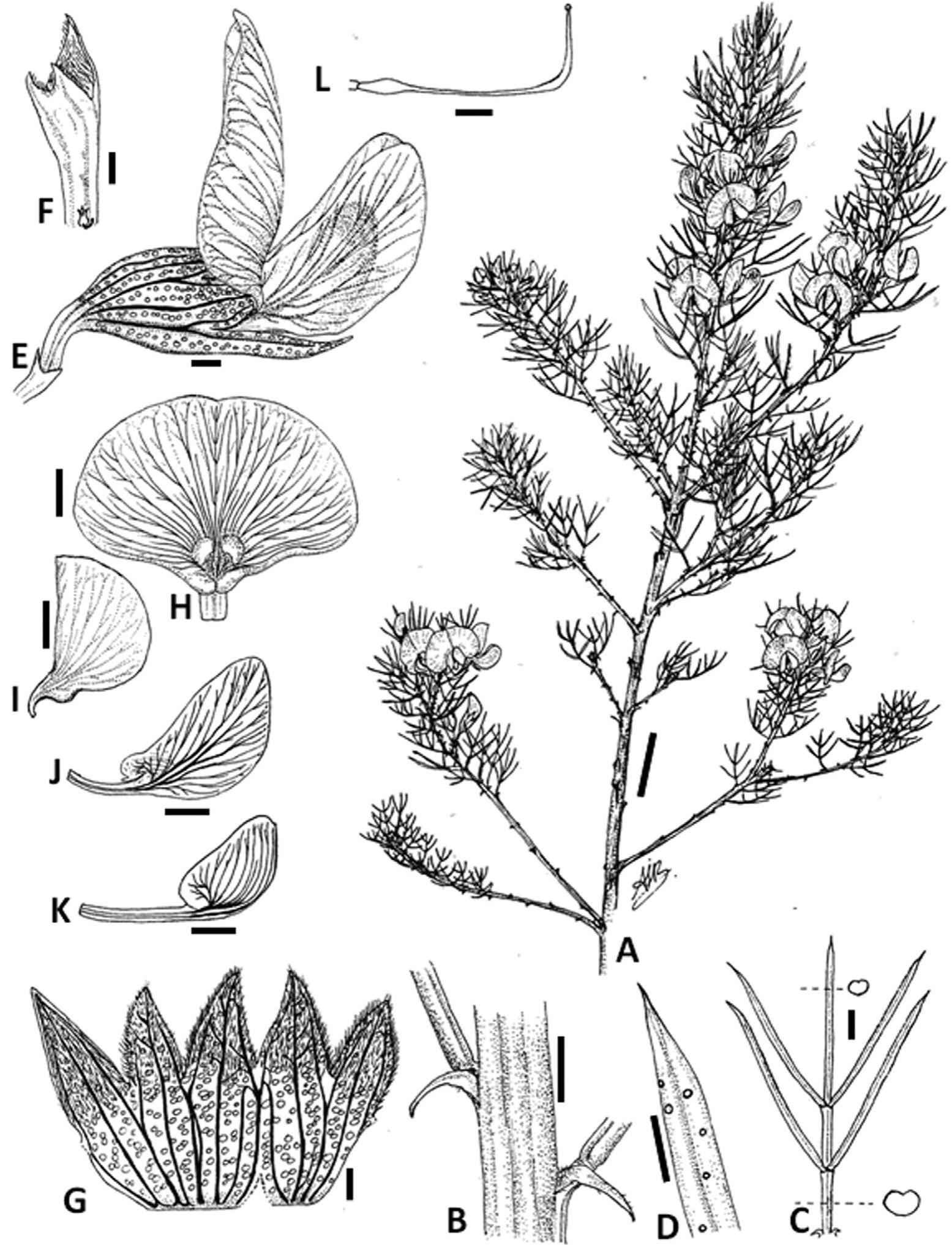 Vegetative and reproductive morphology of psoralea azuroides