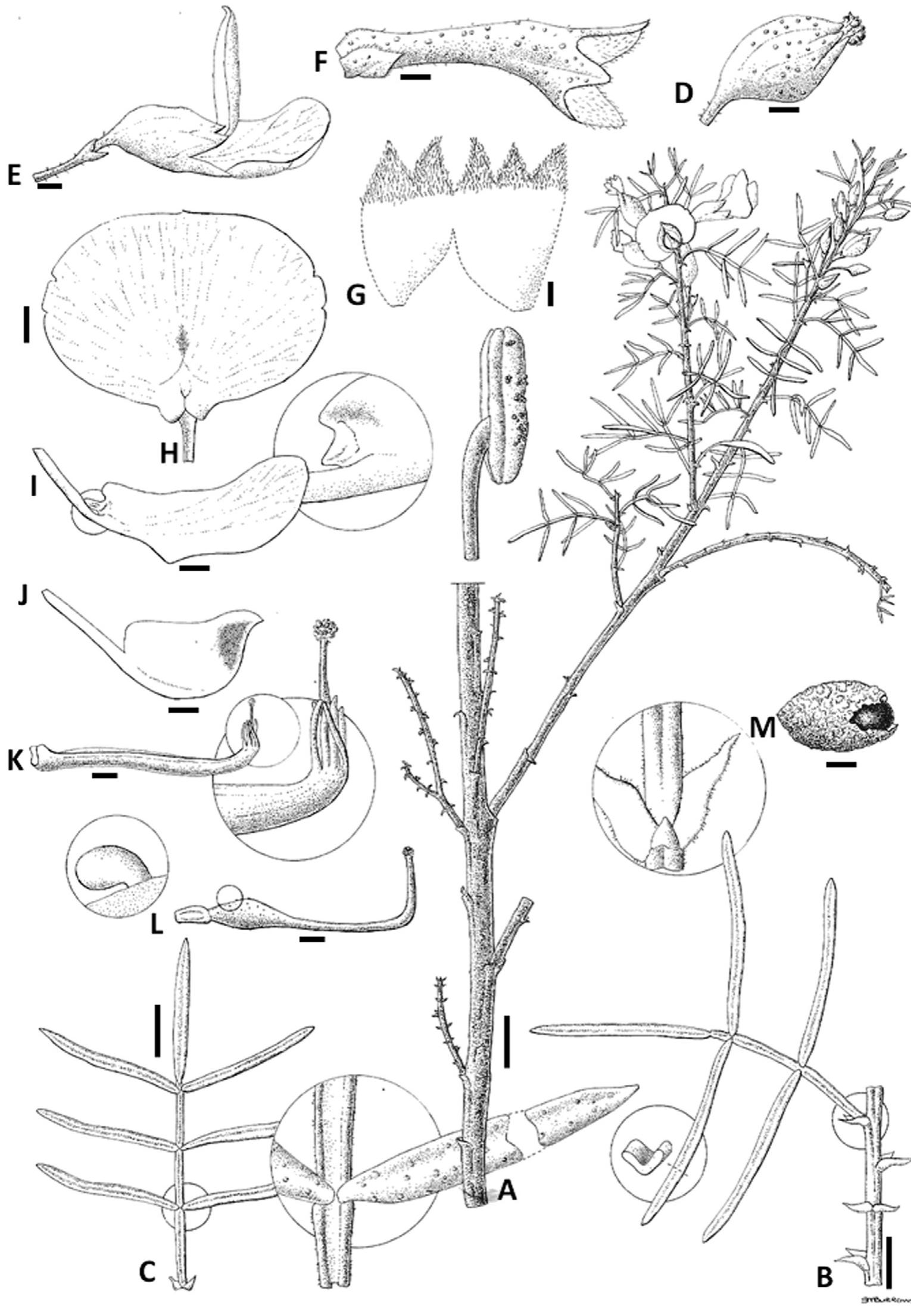 Vegetative and reproductive morphology of psoralea glabra