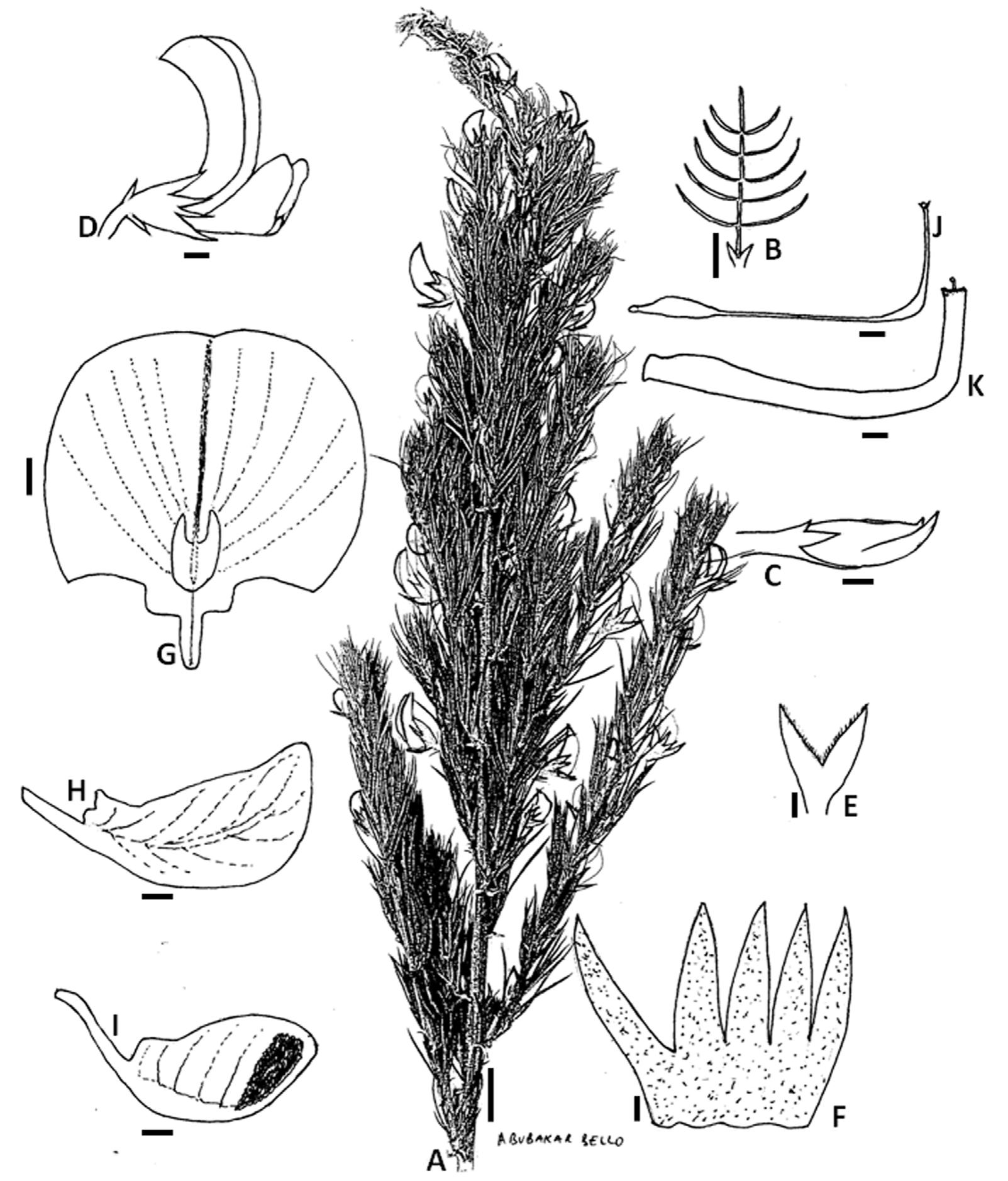 Vegetative and reproductive morphology of psoralea intonsa