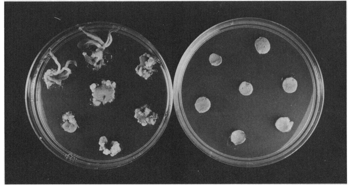 Leaf disk transformation and selection of