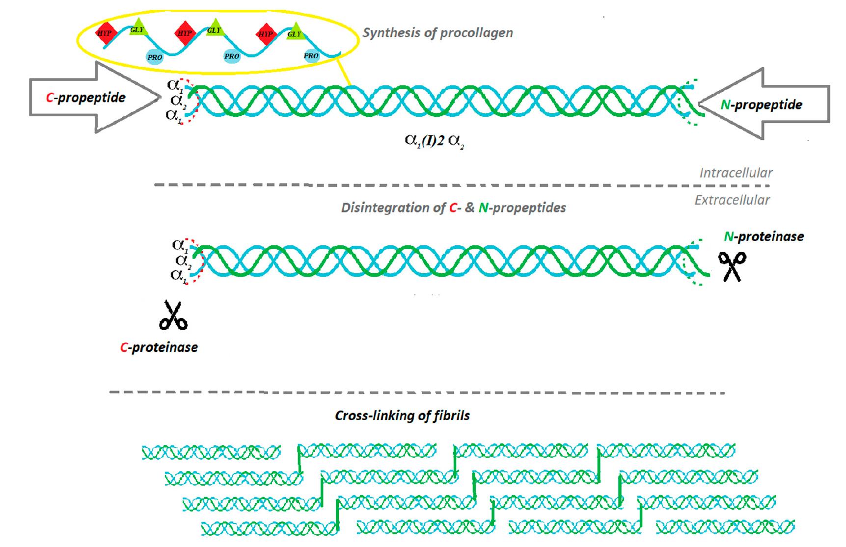 Biosynthesis and processing of collagen type i. collagen is