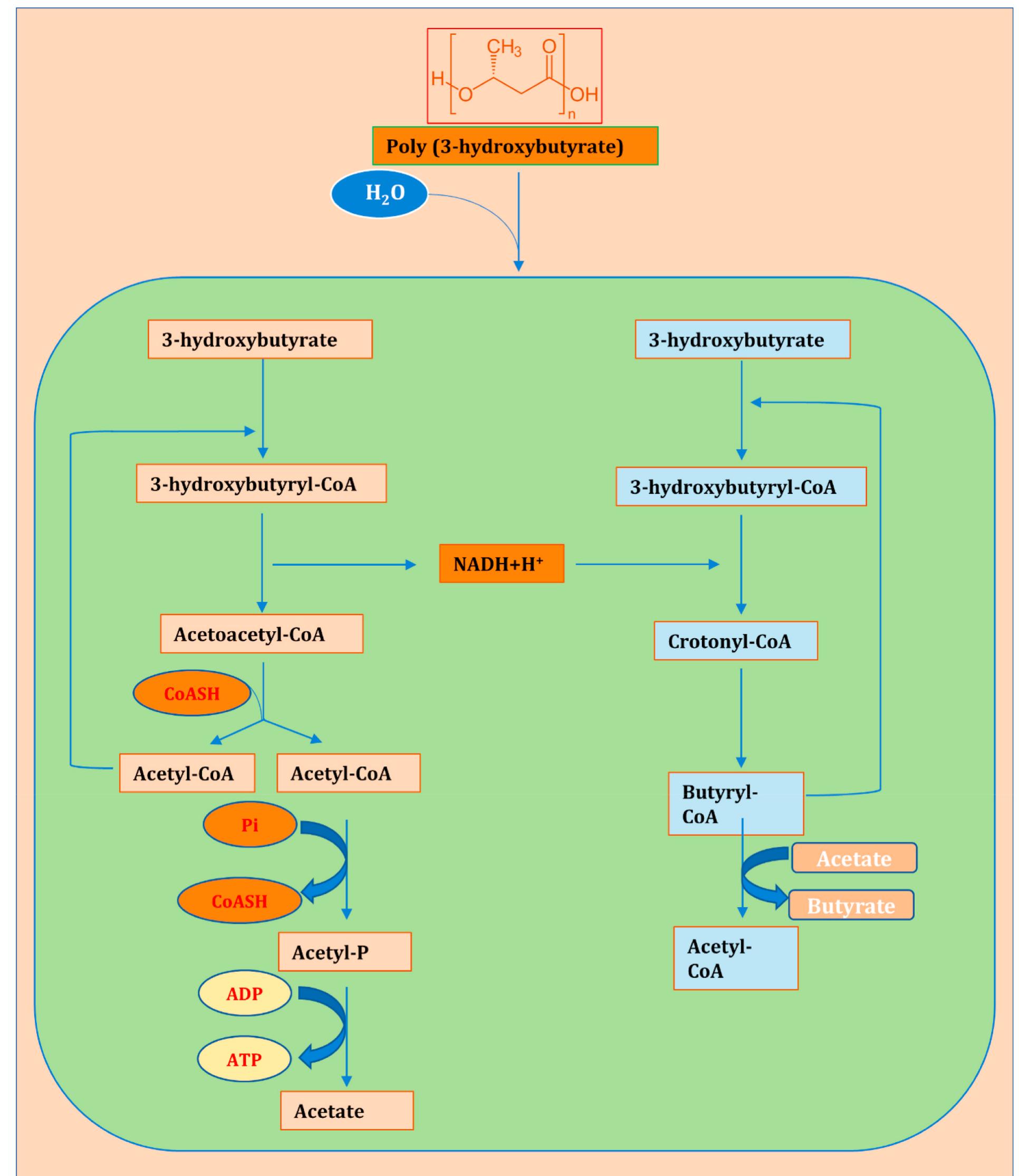 A schematic representation of phb degradation pathway in