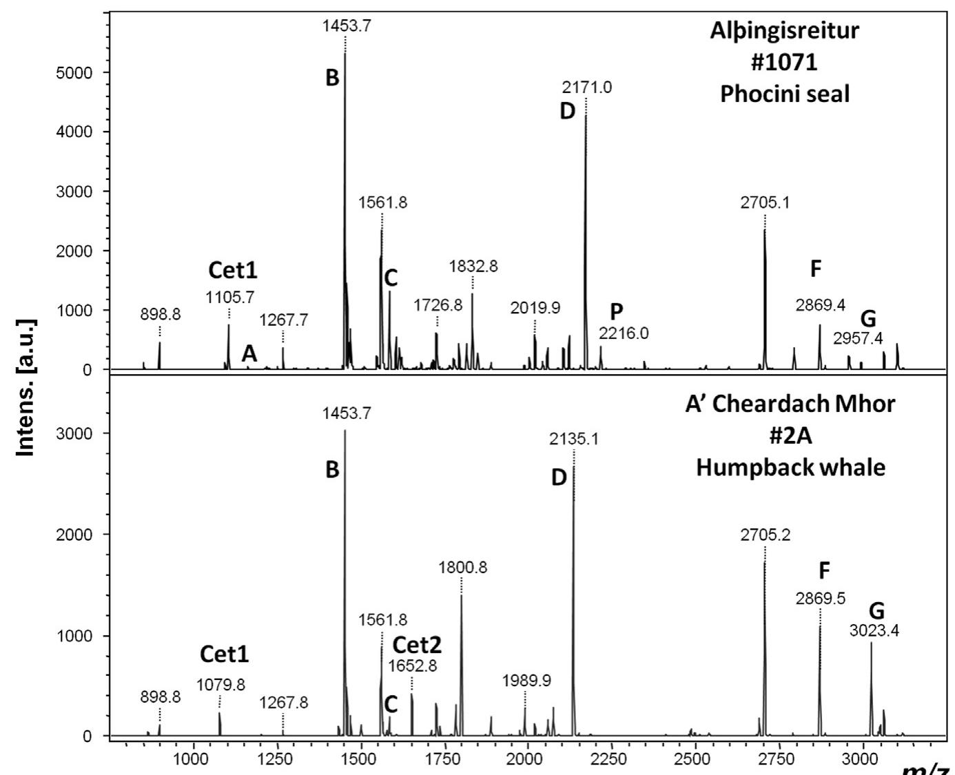 Example maldi-tof-ms spectra of collagen peptide digest