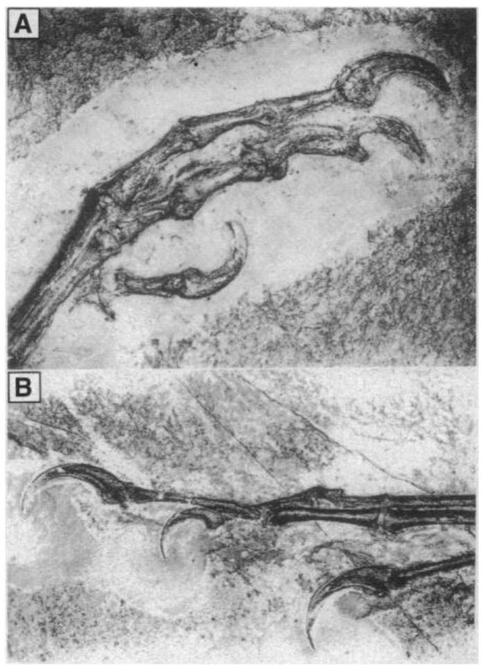 (a) medial view of the left pes of the london specimen