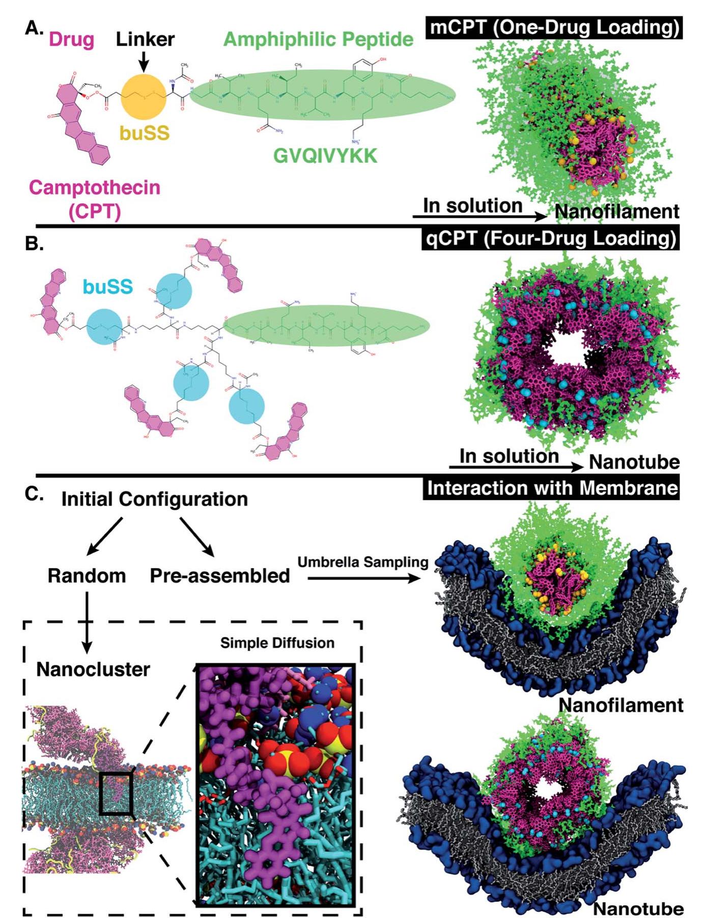 (a) chemical structure of ‘mcpt-buss-tau', which has