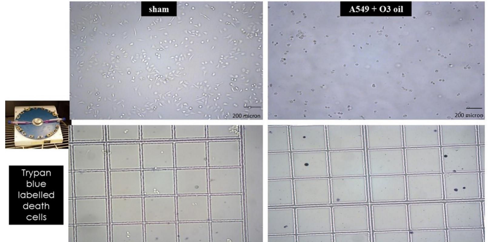 Detection of non-viable cells by trypan blue staining after