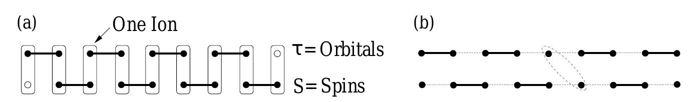 Schematic representation of the spin-orbital model: (a)