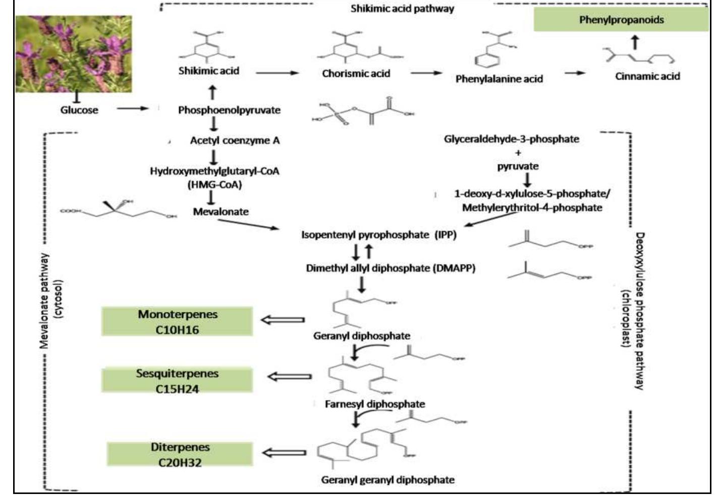 Terpenoids and phenylpropanoids biosynthesis in plants the