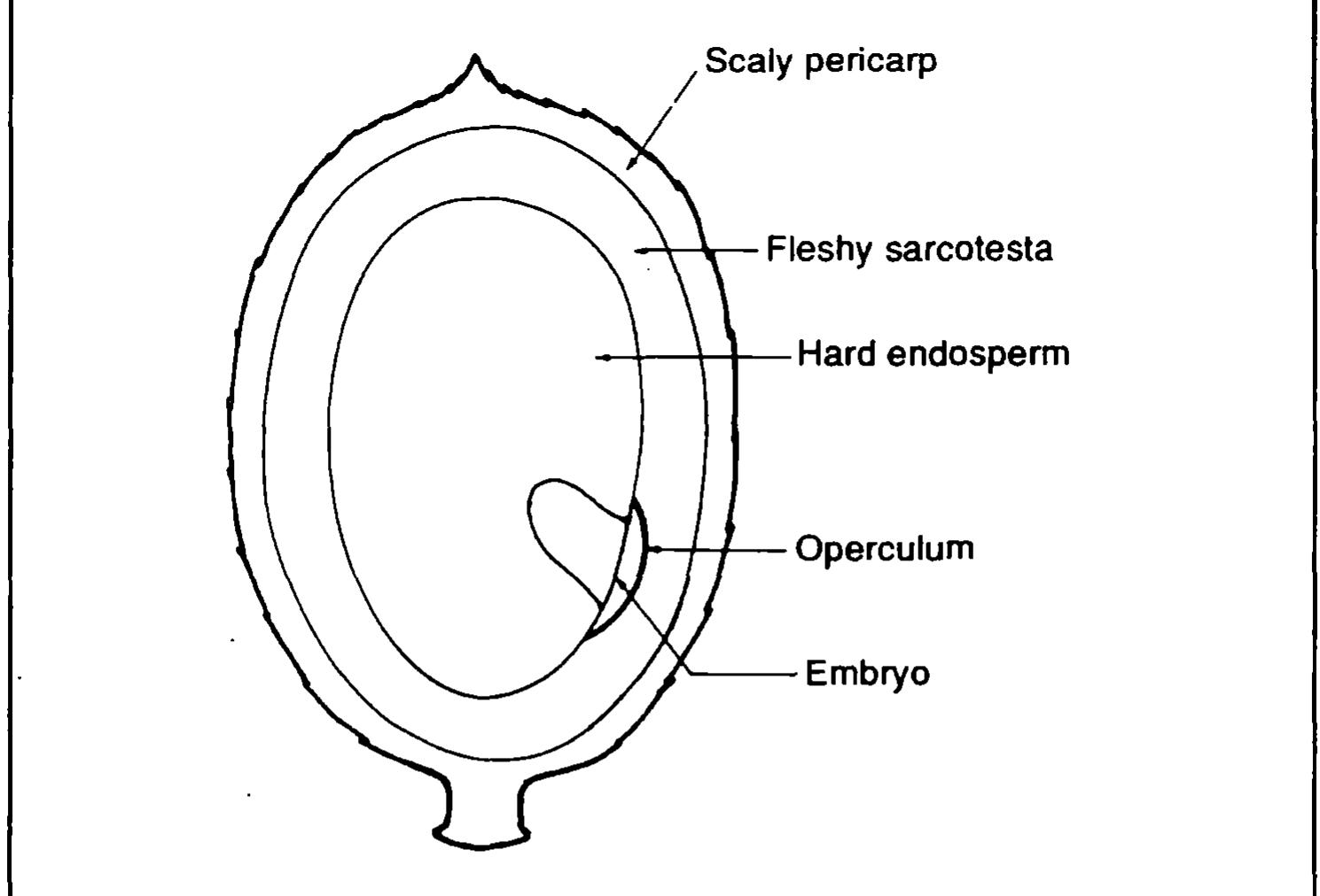 Vertical section of fruit of calamus manan showing position