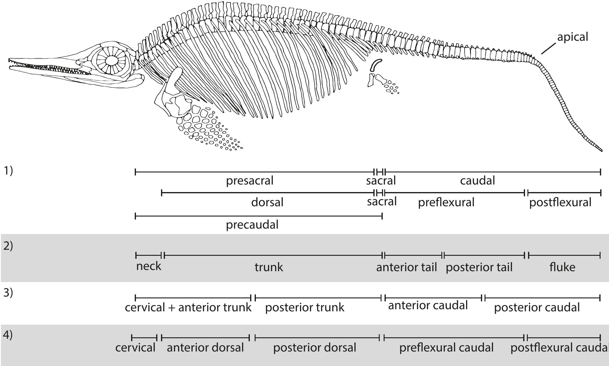 Summary of the different terminologies used for subdivision