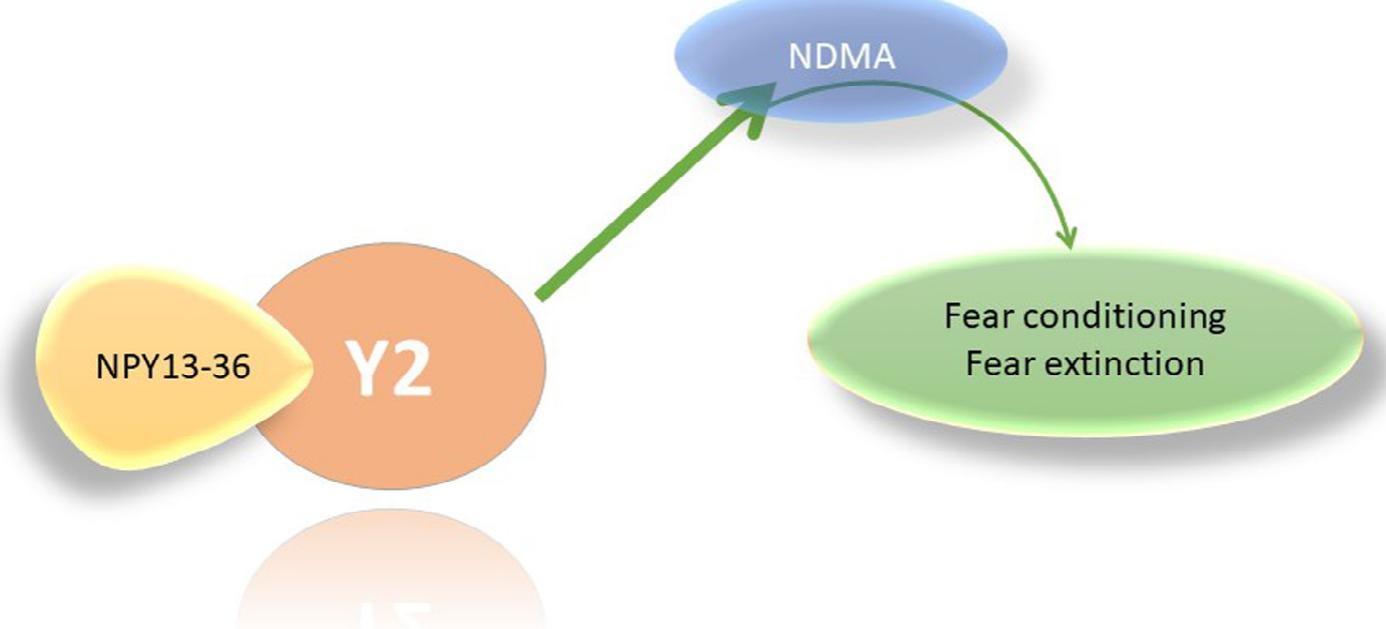 Theory of an y2 receptor pathway inducing acquisition and