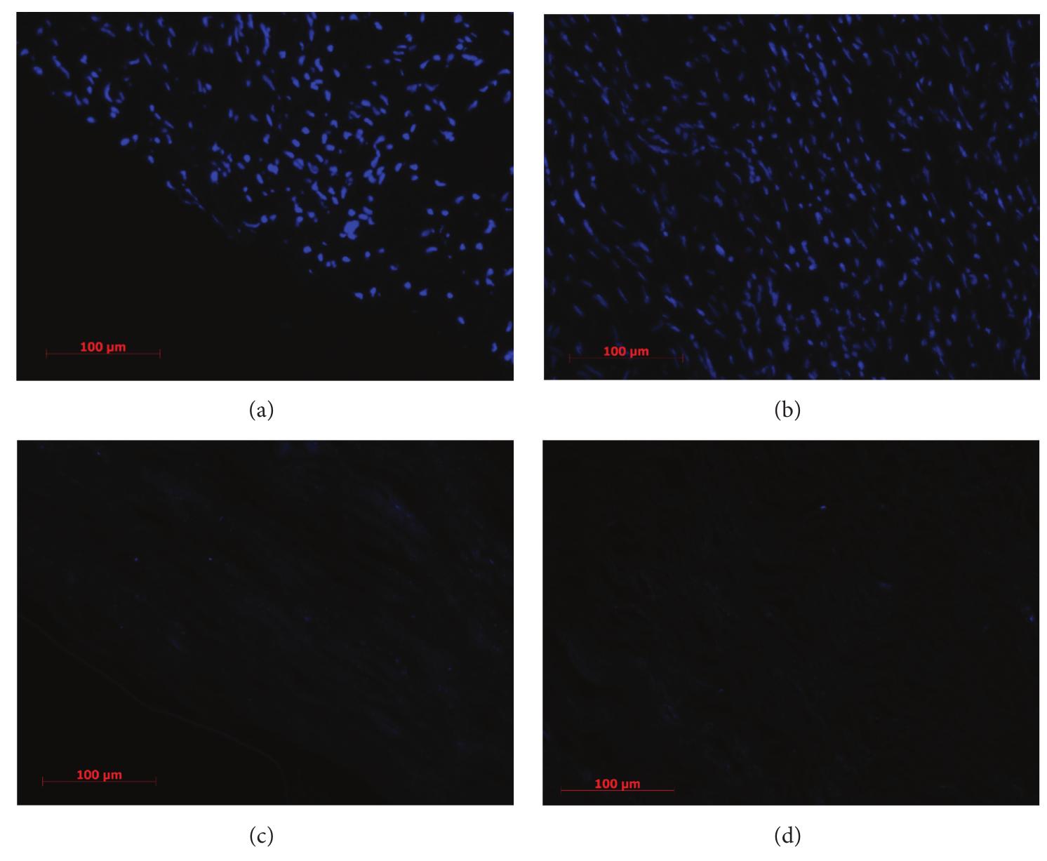 Ficure 2 Dapi Staining Of Swine Arteries Dapi Fluorescent